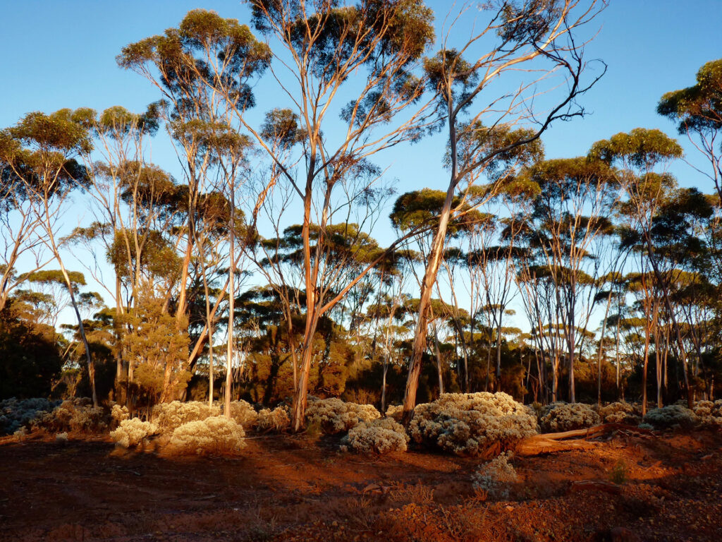 The EcoHealth Network